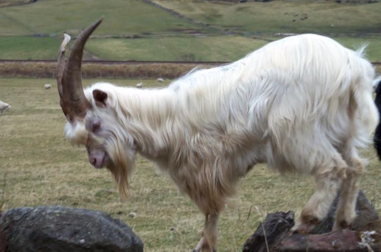Morvich and the Goats | Rogart Heritage